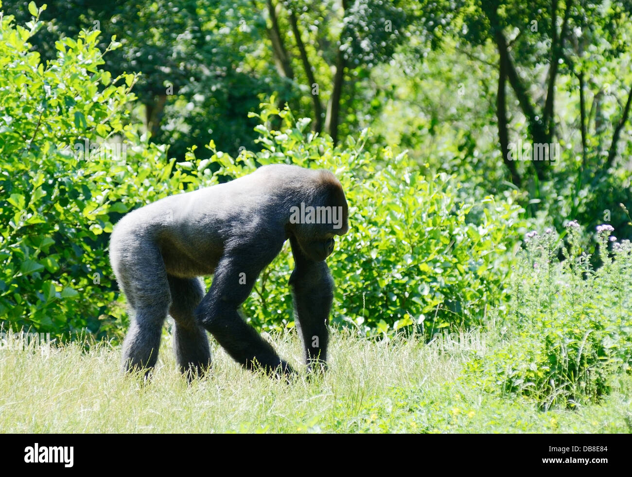 Silverback male hi-res stock photography and images - Alamy