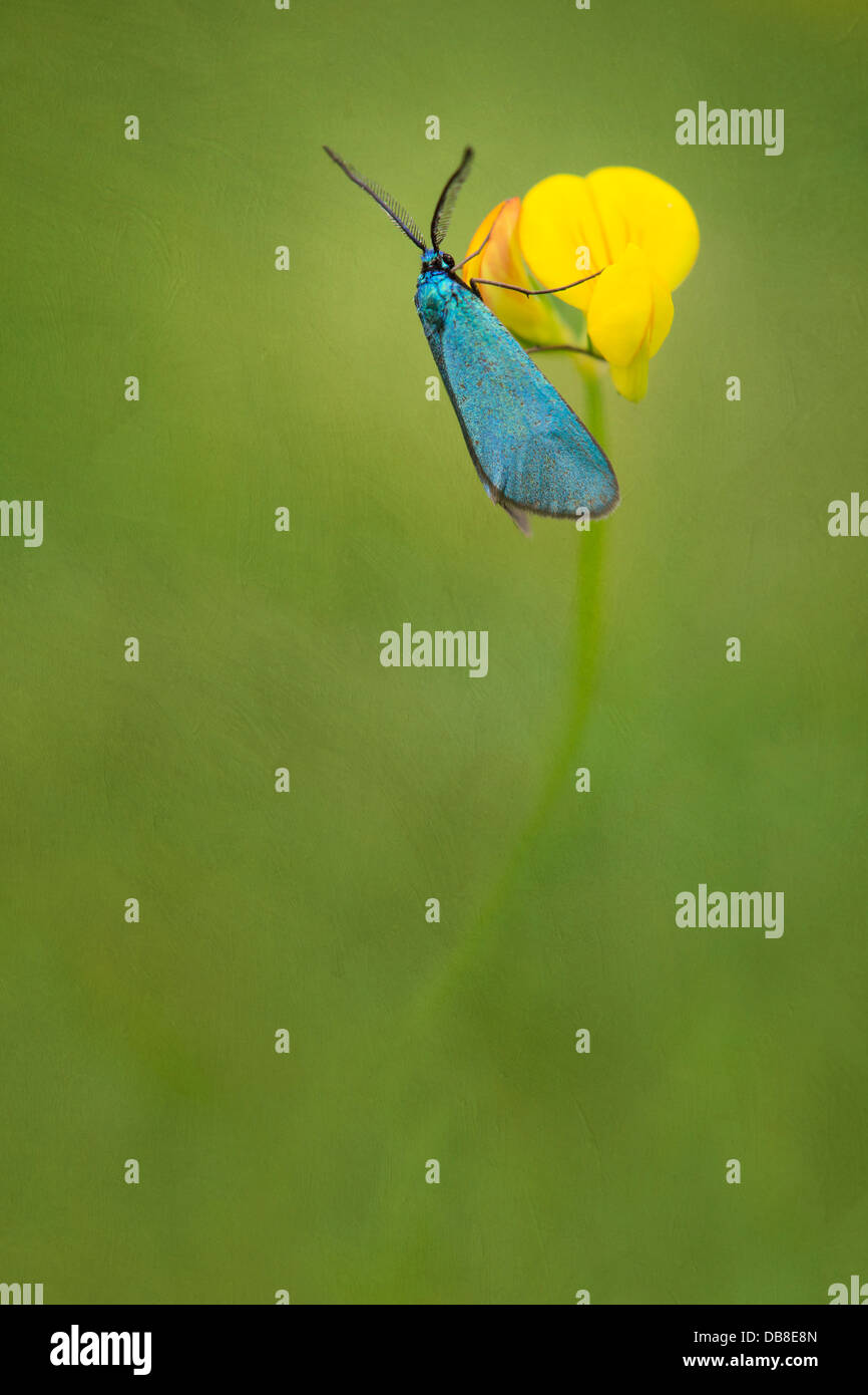 Blue Moth High Resolution Stock Photography and Images - Alamy