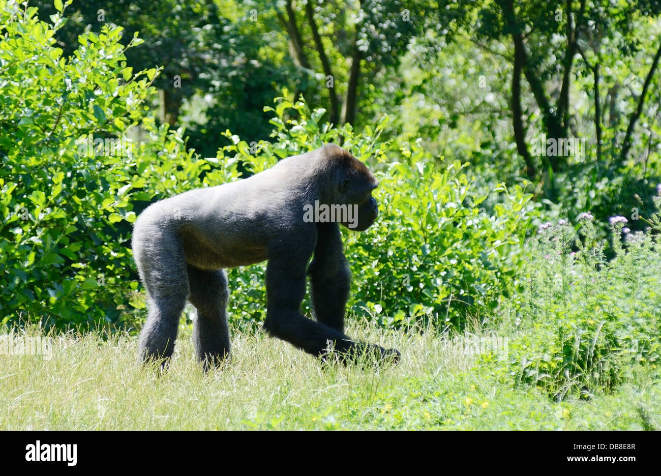 Gorilla young hi-res stock photography and images - Alamy