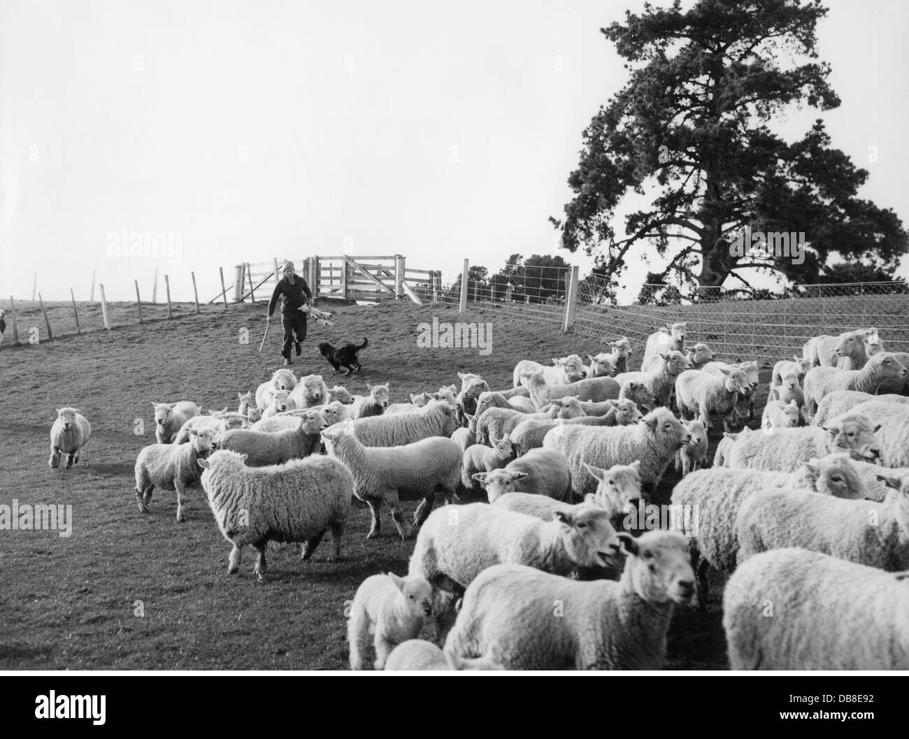 Flock breeding Black and White Stock Photos & Images - Alamy