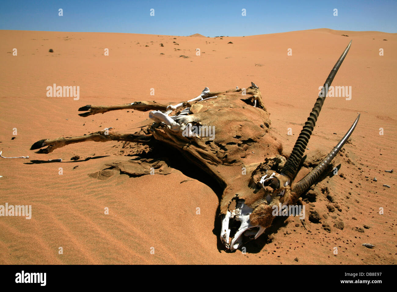 a dead oryx, dead gemsbok, Namib Desert, Namibia Stock Photo - Alamy