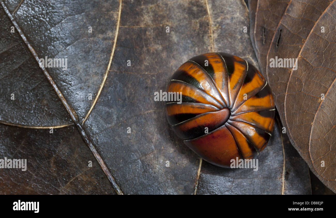 Glomerida millipede hi-res stock photography and images - Alamy