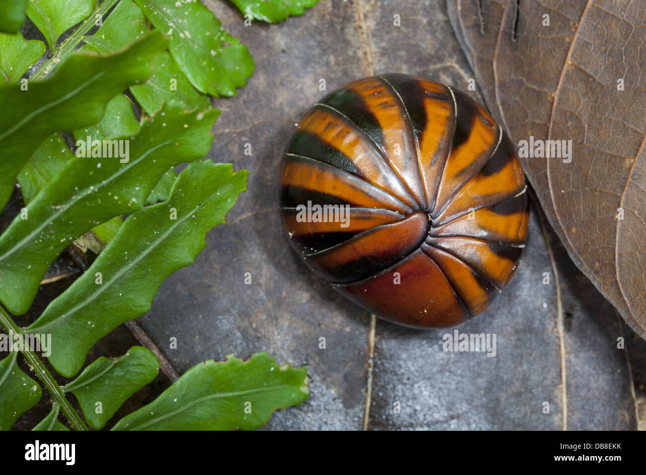 Pill Millipede, Glomerida, rolled into a protective ball, Kubah ...