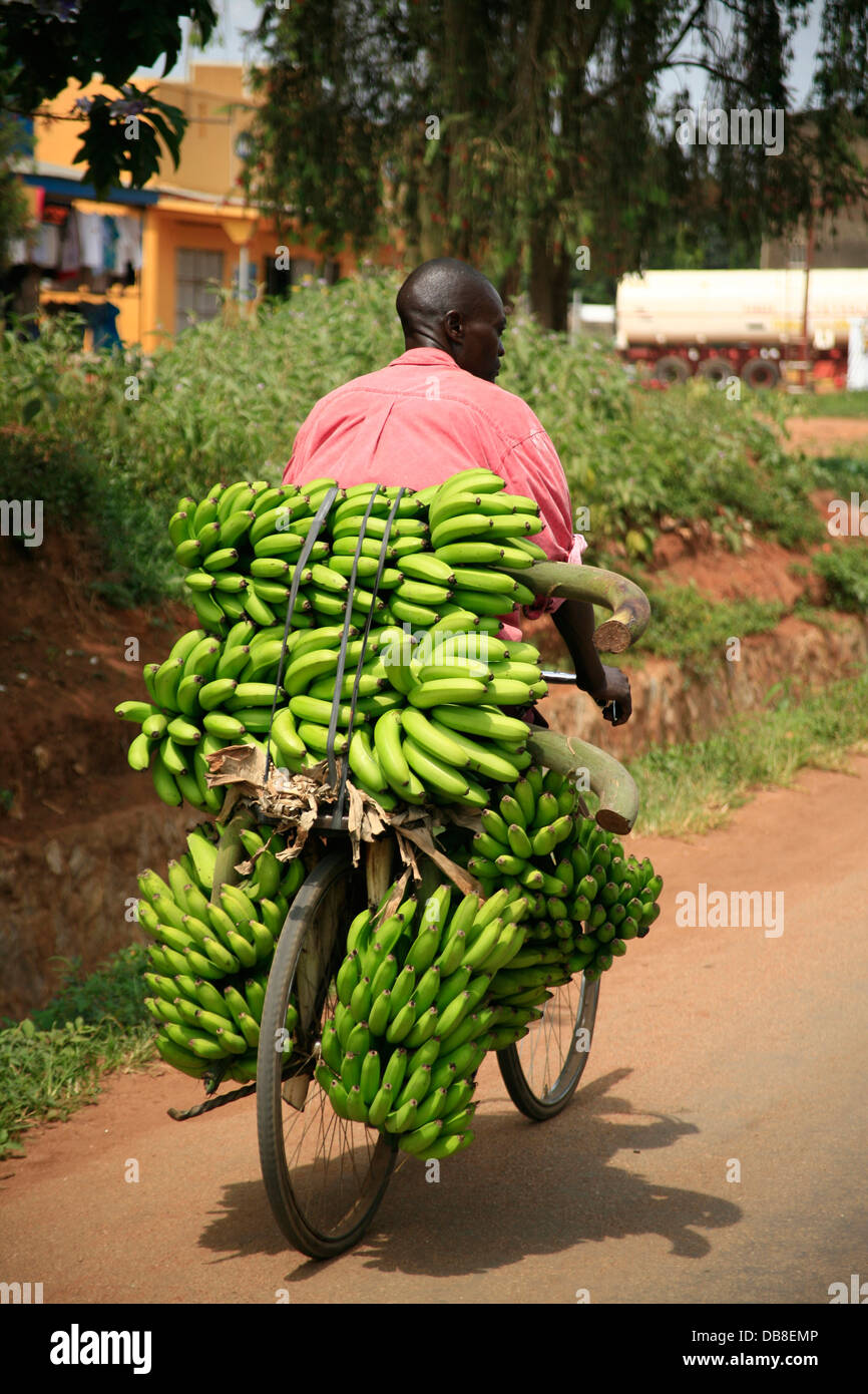 African man riding a bicycle with bunches of green bananas called ...