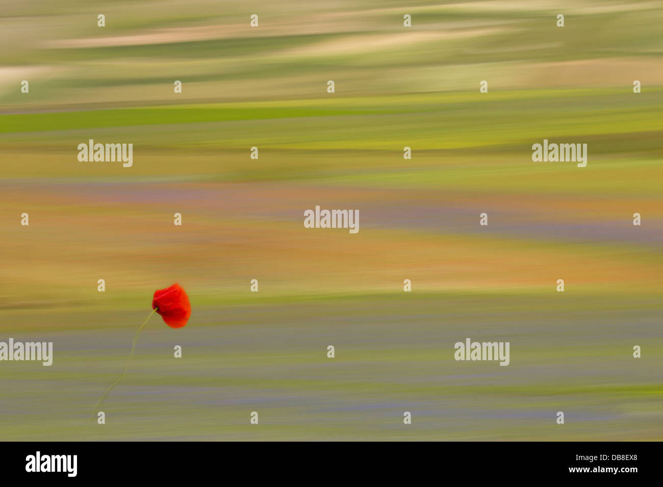 Single poppy with colourful background Stock Photo - Alamy