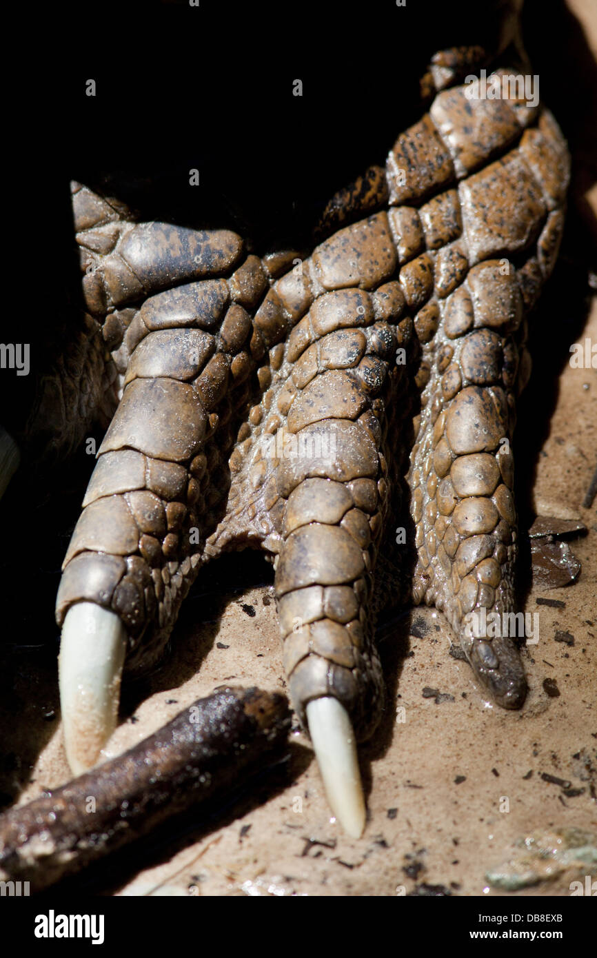 Crocodile foot claw High Resolution Stock Photography and Images - Alamy