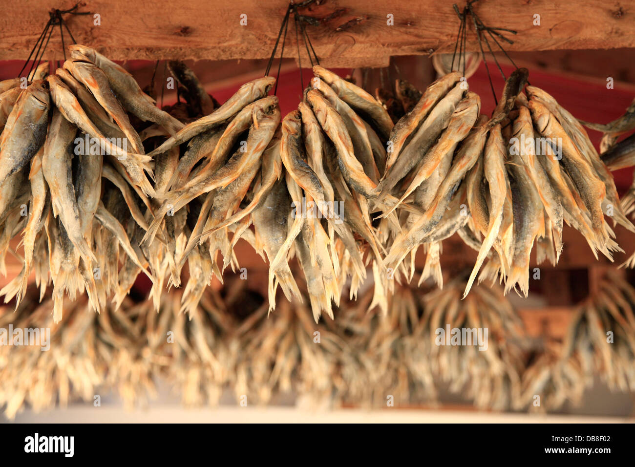 strings of bokkoms dried fish hang to dry in a bokkoms factory in ...