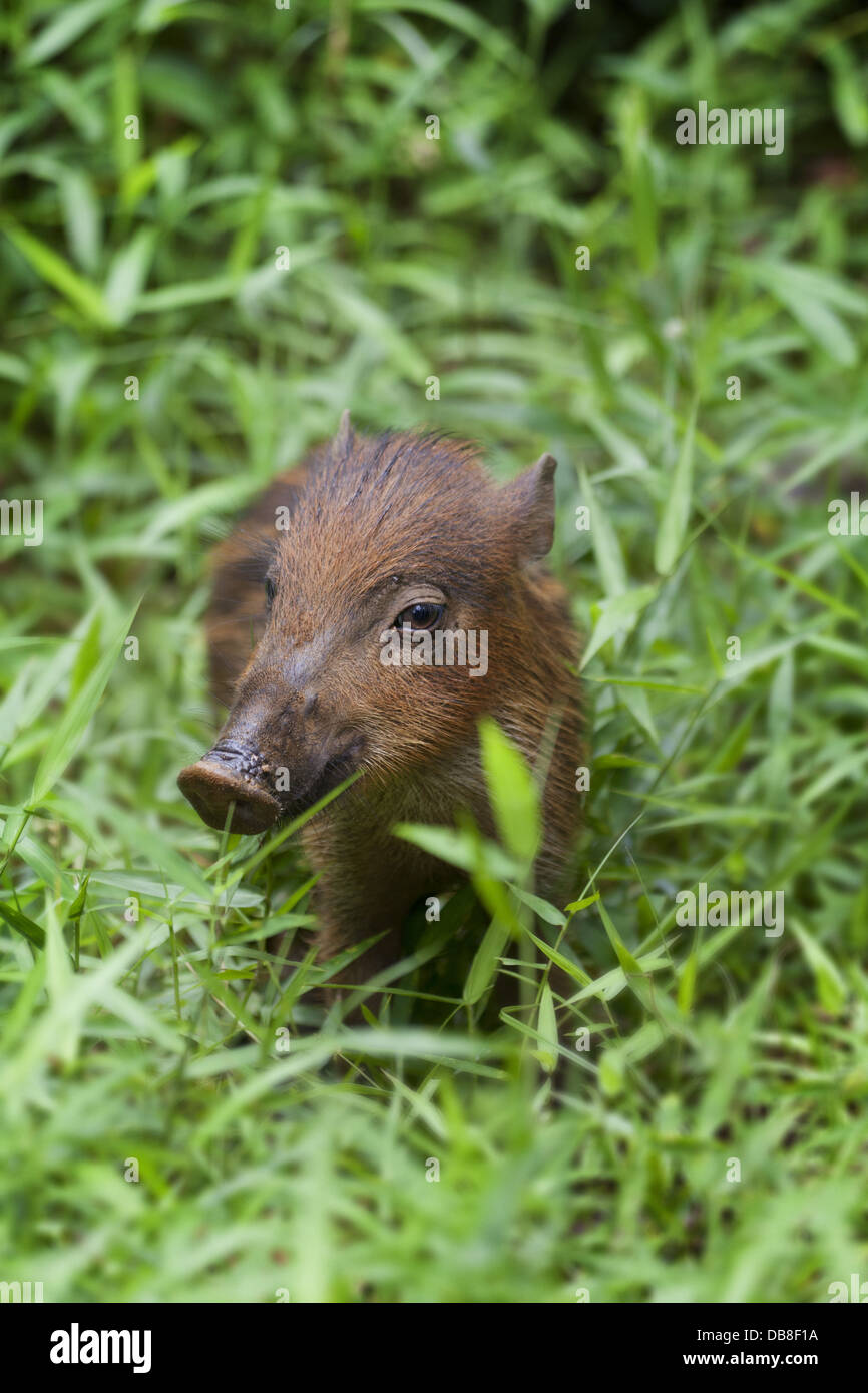 Bearded Piglet, Sus barbatus, Bako National Park, Sarawak, Malaysia ...