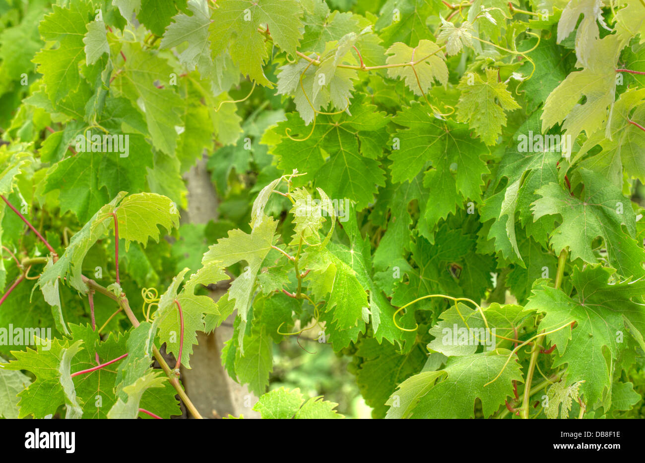 European Grape Vine a Detail shot, in Spring Stock Photo - Alamy