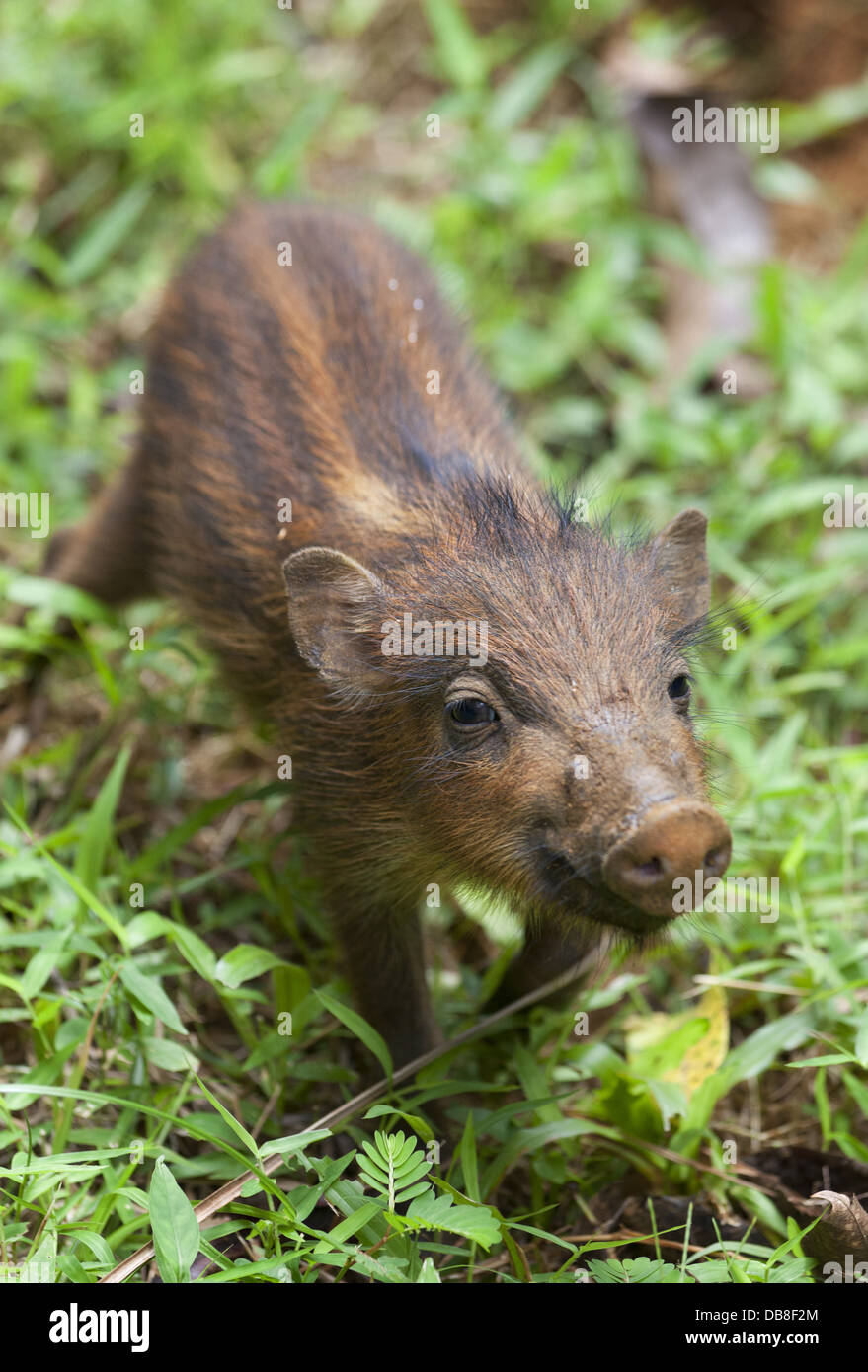 Bearded Piglet, Sus barbatus, Bako National Park, Sarawak, Malaysia ...