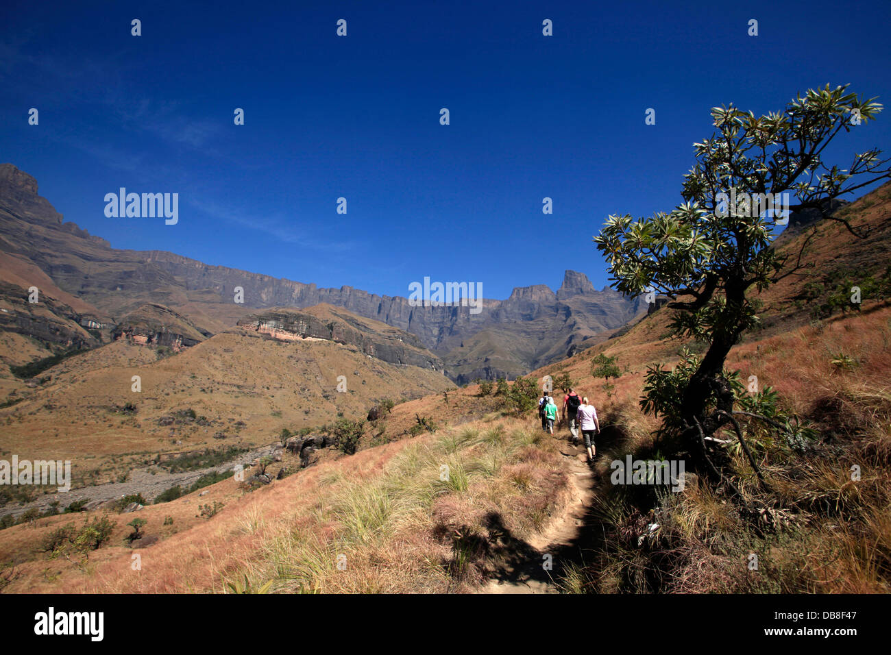 hikers on path towards Thukela Gorge Amphitheatre in background in ...