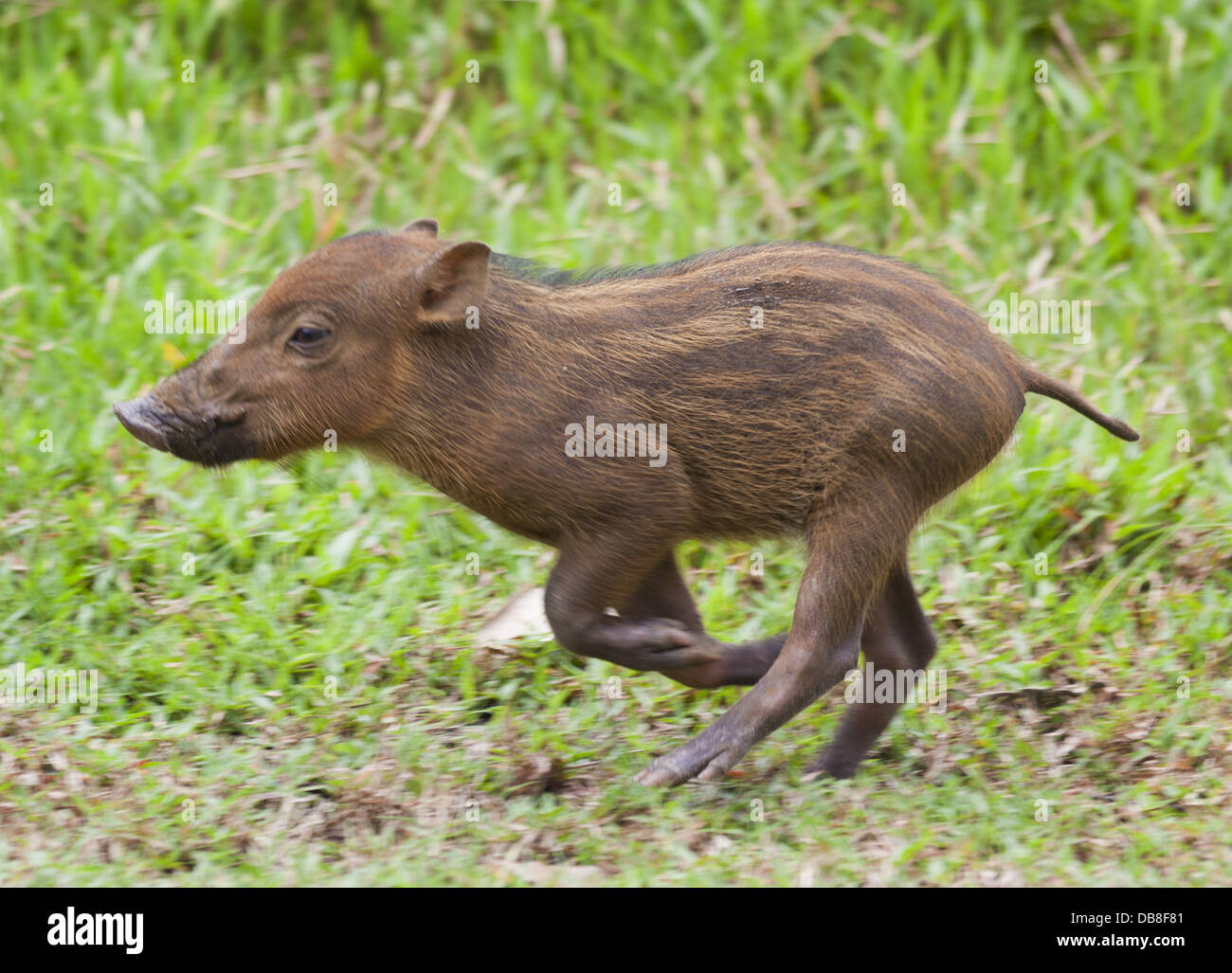 Bearded Piglet, Sus barbatus, Bako National Park, Sarawak, Malaysia ...