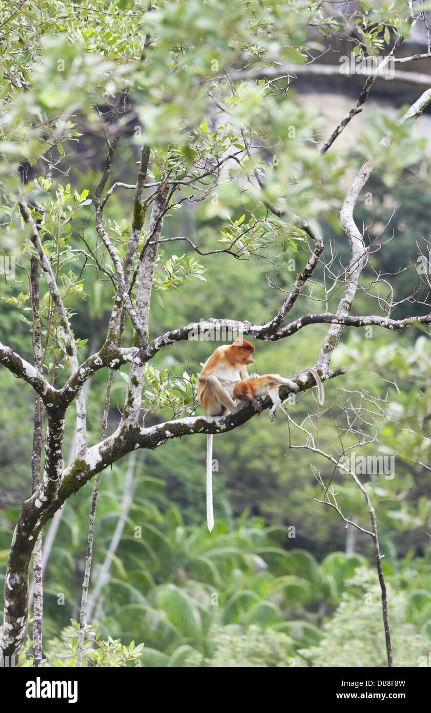 Proboscis monkeys bako hi-res stock photography and images - Alamy