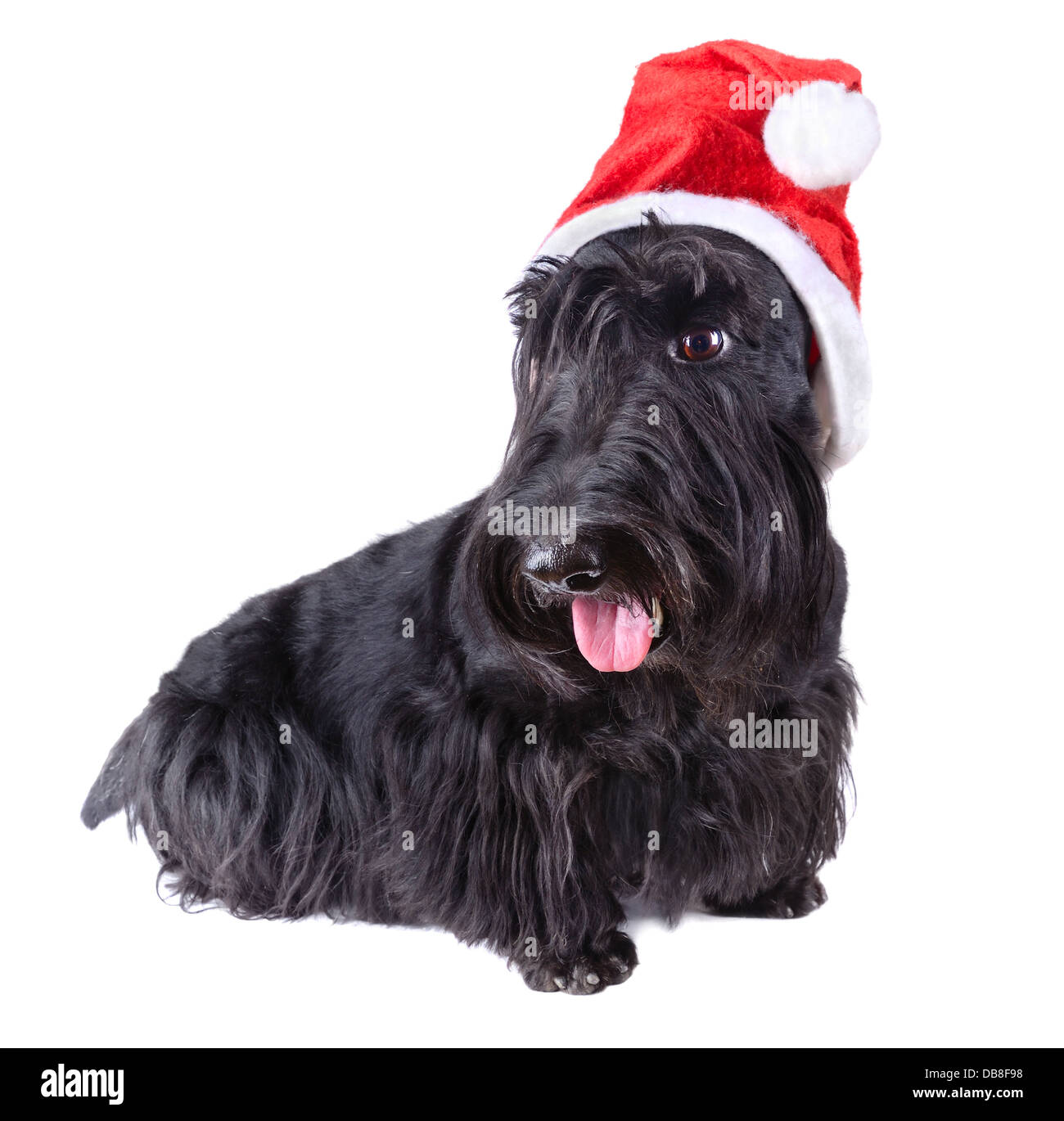 Scotch terrier with red Santa Claus hat on a white background Stock ...