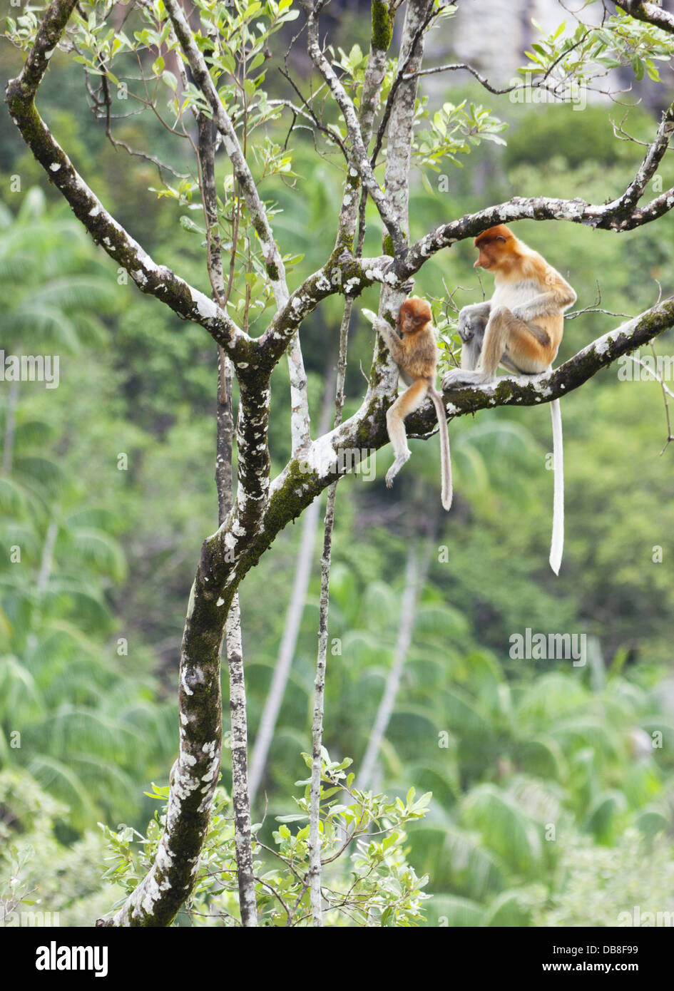 Proboscis monkeys bako hi-res stock photography and images - Alamy
