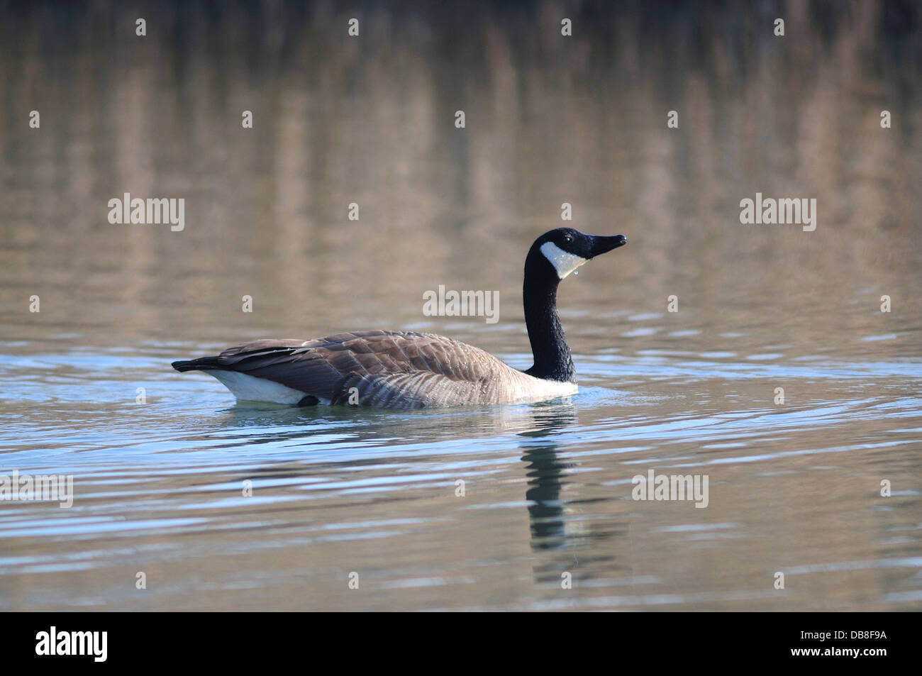 Canada goose swimming hi-res stock photography and images - Alamy