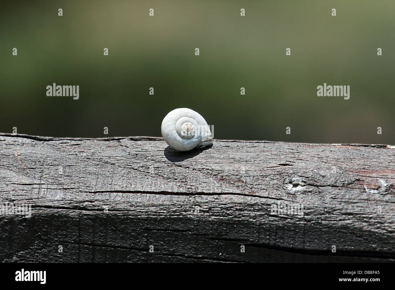 Small insects with blur background hi-res stock photography and images ...