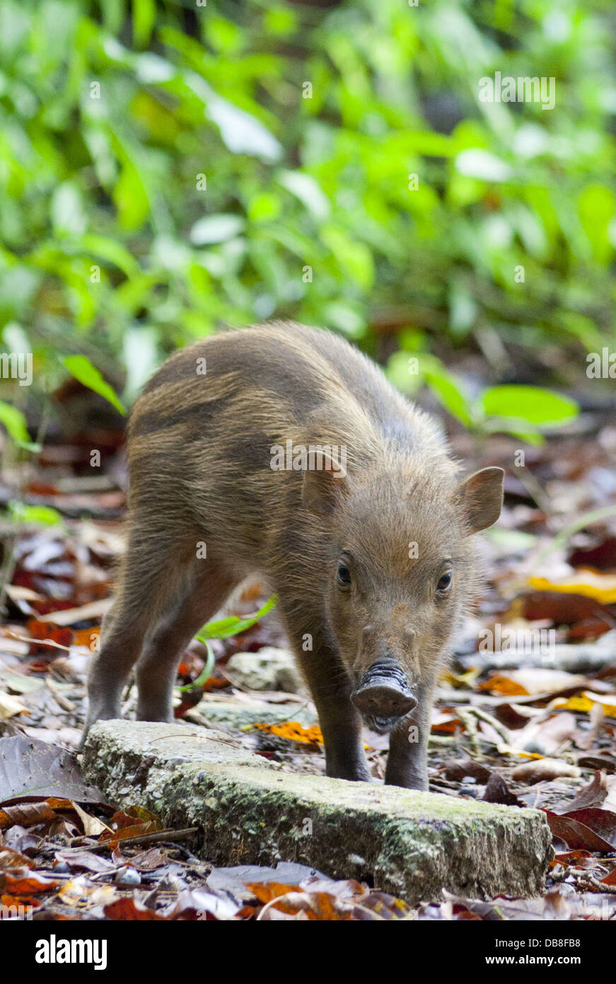 Bearded Piglet, Sus barbatus, Bako National Park, Sarawak, Malaysia ...