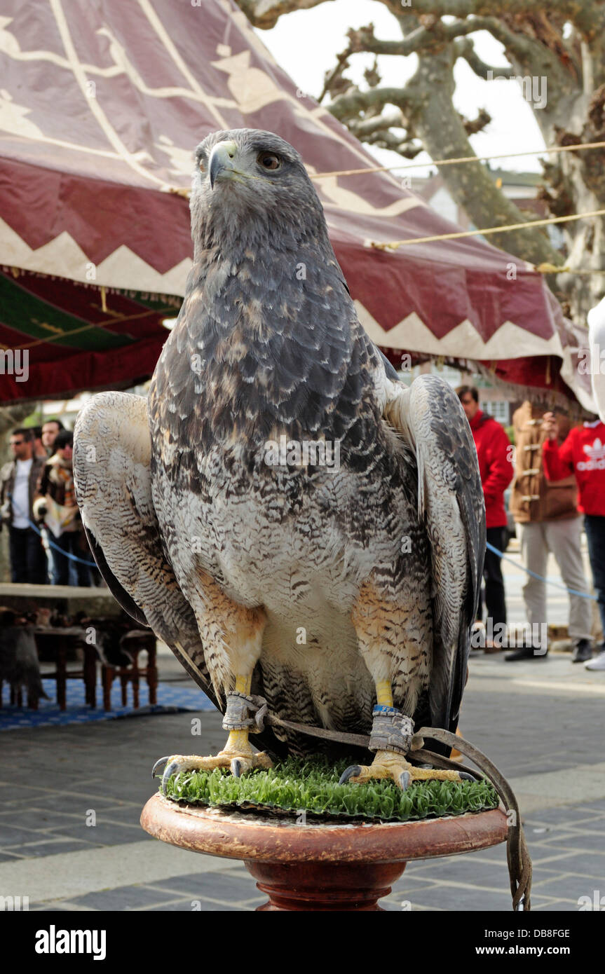 Black-chested Buzzard-Eagle (Geranoaetus melanoleucus) in falconry ...