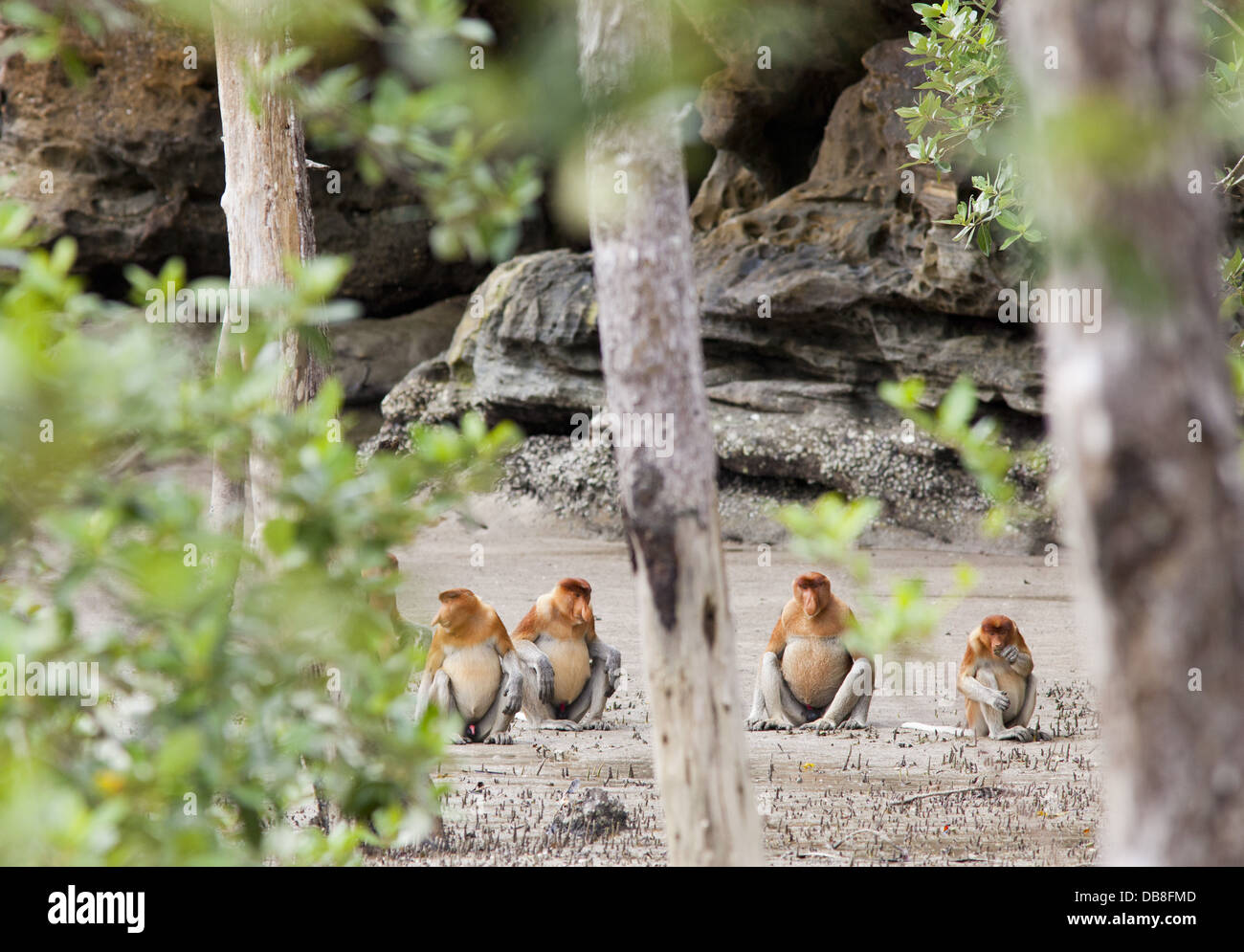 Proboscis monkeys hi-res stock photography and images - Alamy