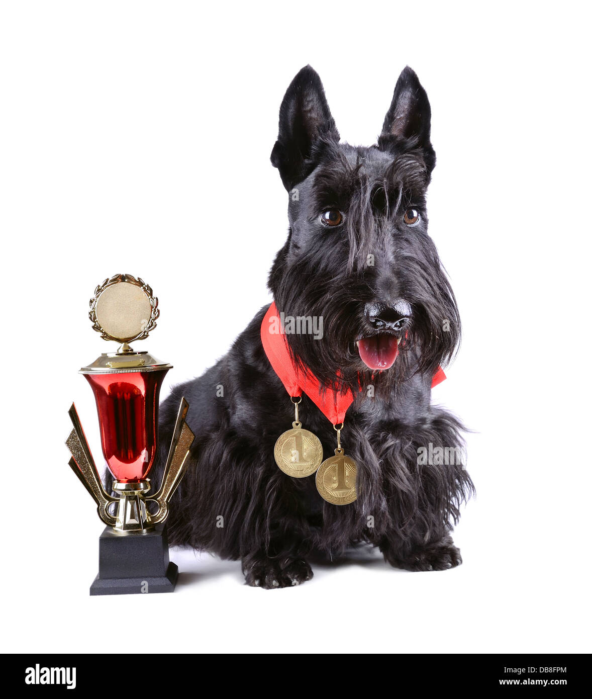 Winner black dog with cup and gold medals on a white background Stock ...