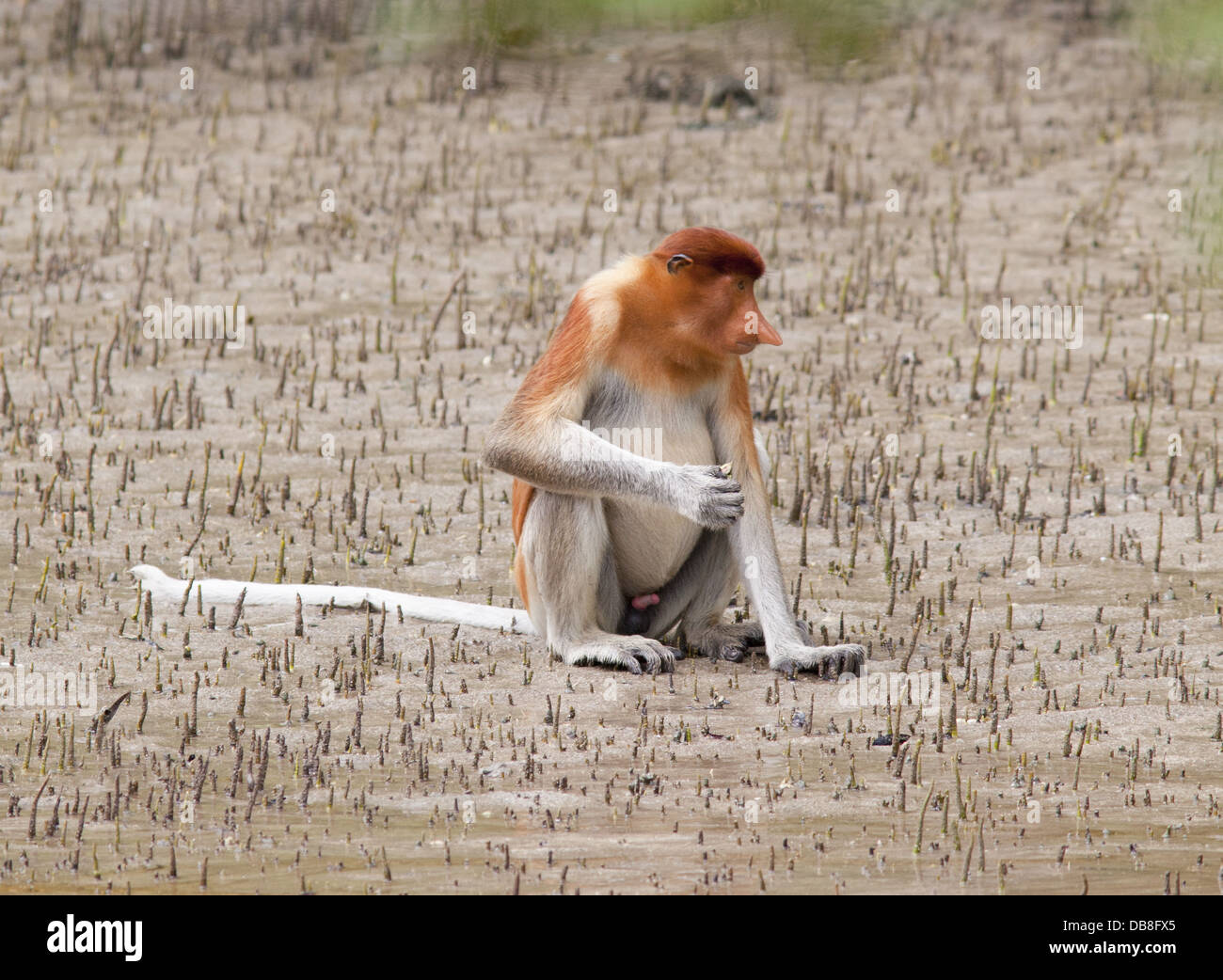 Male Proboscis Monkey, Nasalis larvatus, sitting on the beach, Sabah ...