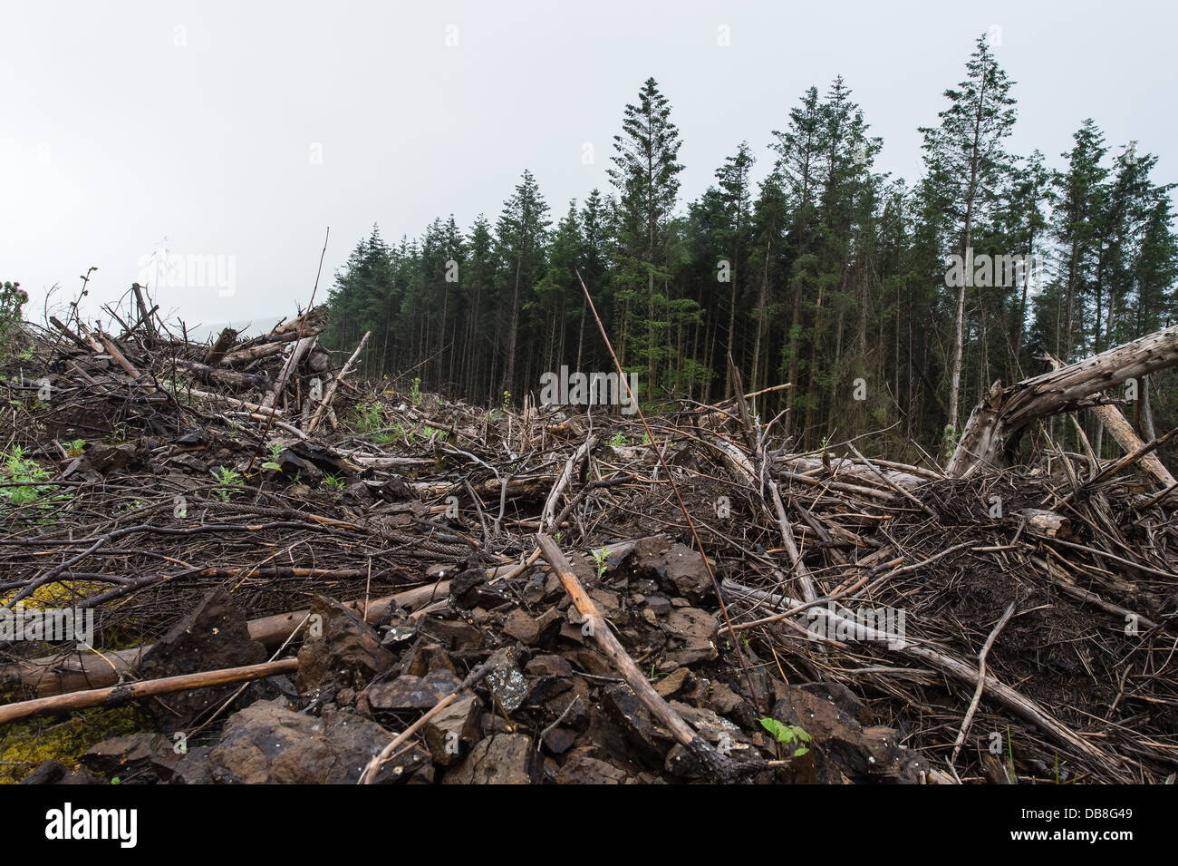 Results Of Deforestation High Resolution Stock Photography and Images ...