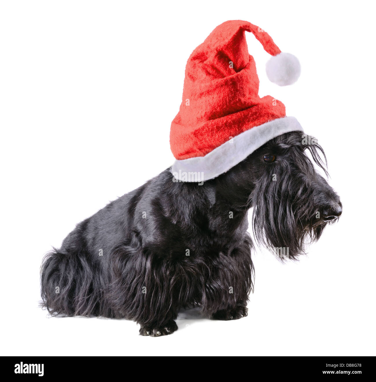 Scotch terrier with red Santa Claus hat on a white background Stock ...