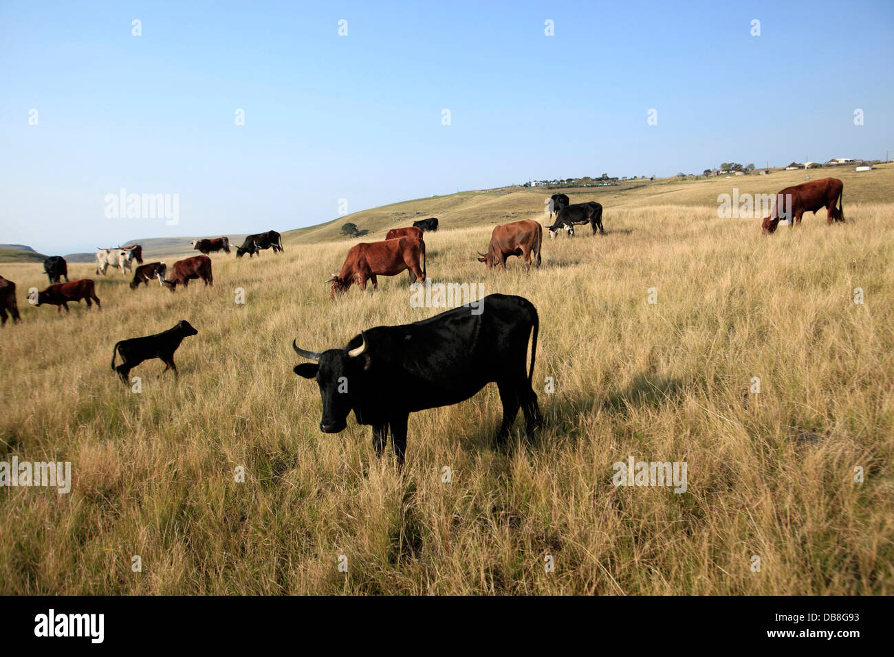 Nguni cattle hi-res stock photography and images - Alamy