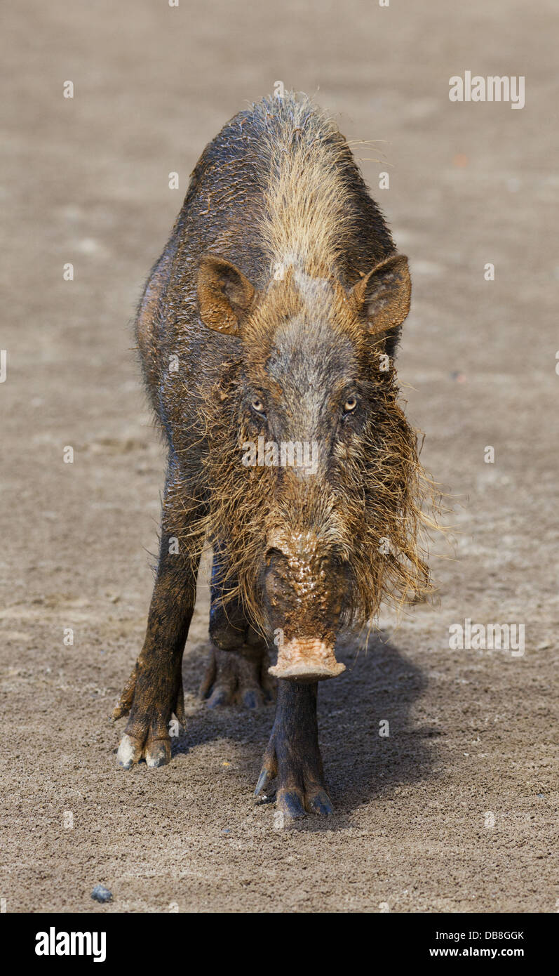 Bearded Pig, Sus barbatus, Bako National Park, Sarawak, Malaysia Stock ...