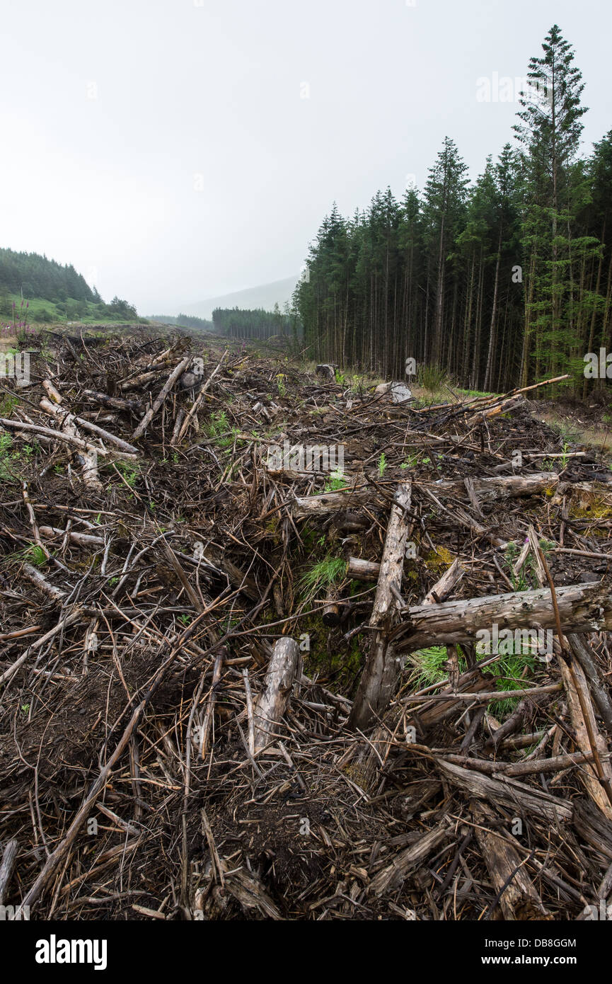 Deforestation england hi-res stock photography and images - Alamy