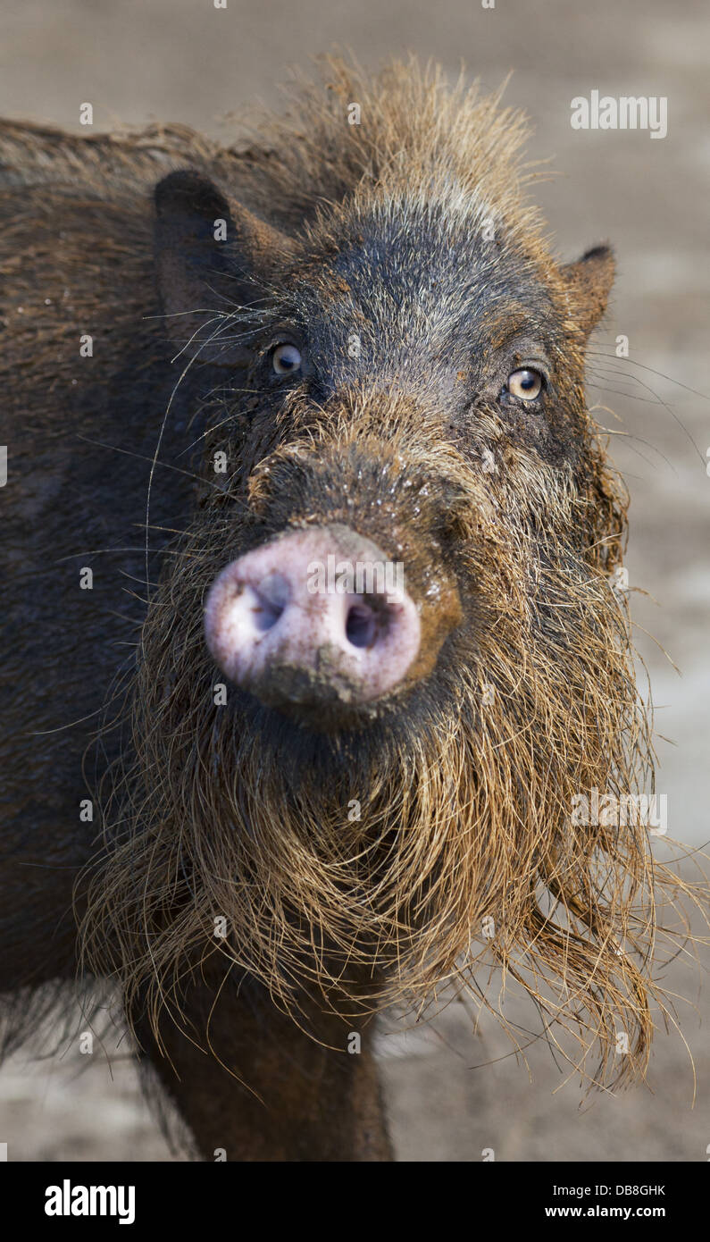 Bearded Pig, Sus barbatus, Bako National Park, Sarawak, Malaysia Stock ...