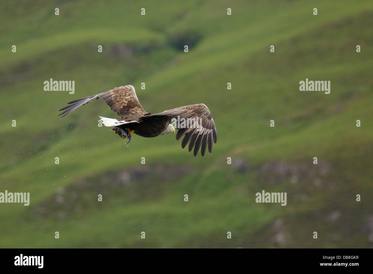White Tailed Eagle Sea Eagle Mull Scotland Bird Fish Fishing High ...