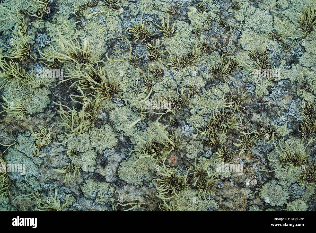 Seafront lichens on a coastal rock Stock Photo - Alamy