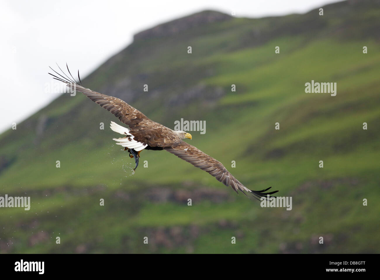 White Tailed Eagle Sea Eagle Mull Scotland Bird Fish Fishing High ...