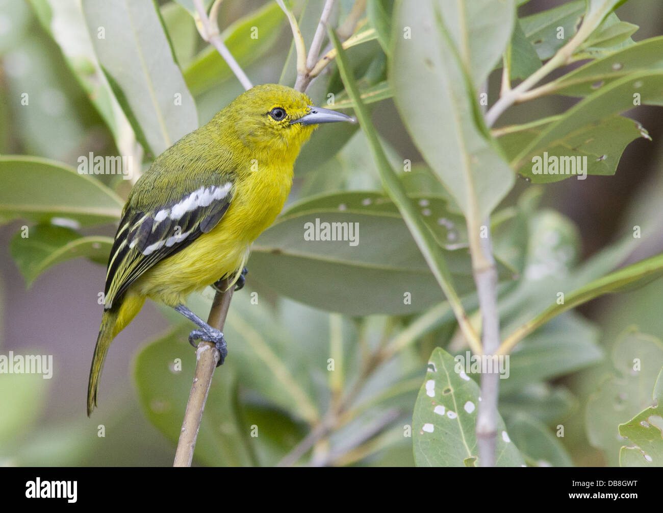 Common Iora, Aegithina tiphia, Bako National Park, Sarawak, Malaysia ...