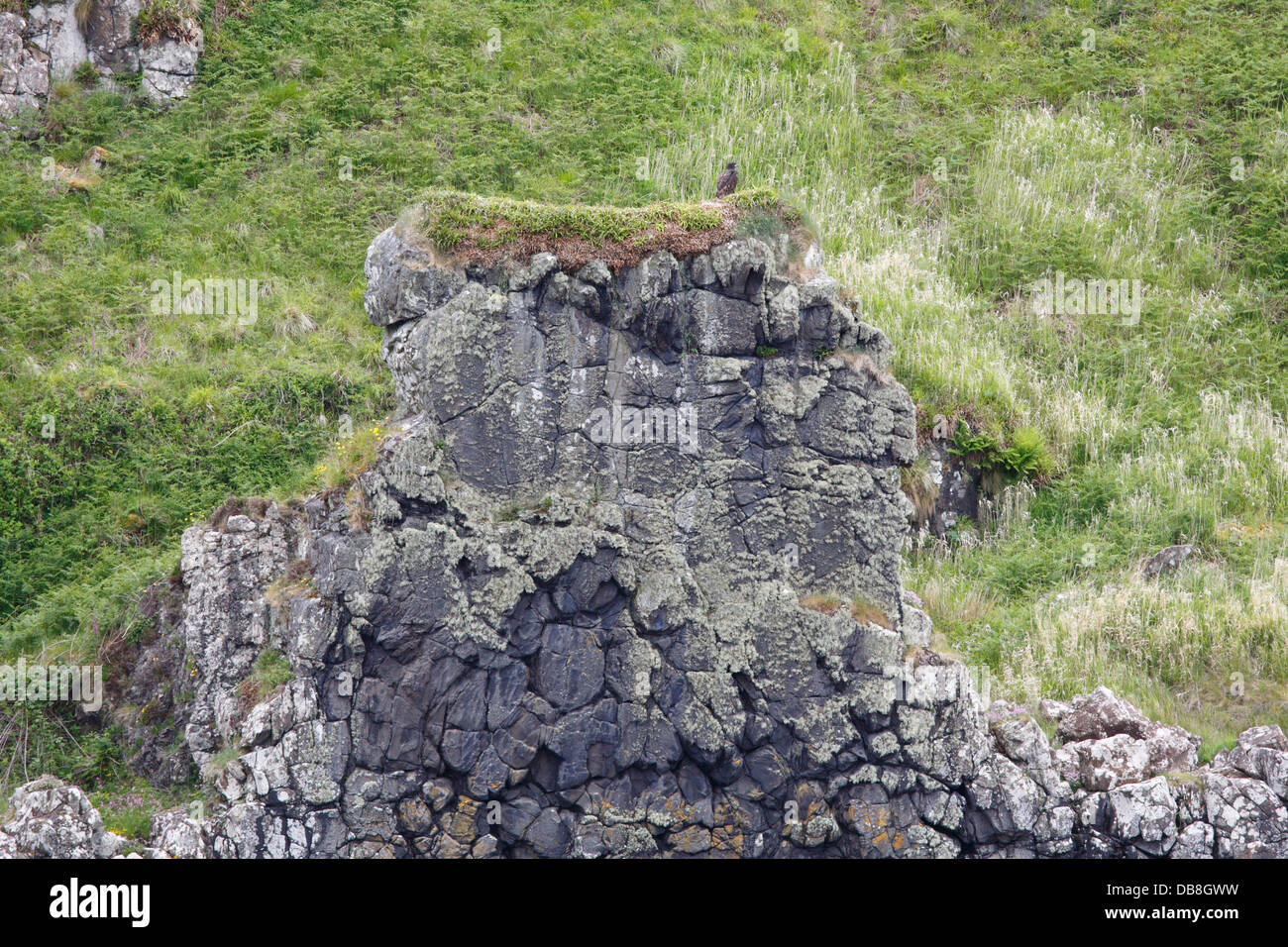Sea Eagle nest on a sea stack near Ardmore point, Isle of Mull Scotland ...