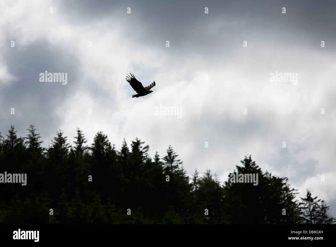 Sea Eagle near Ardmore point, Isle of Mull, flying off to hunt Stock ...