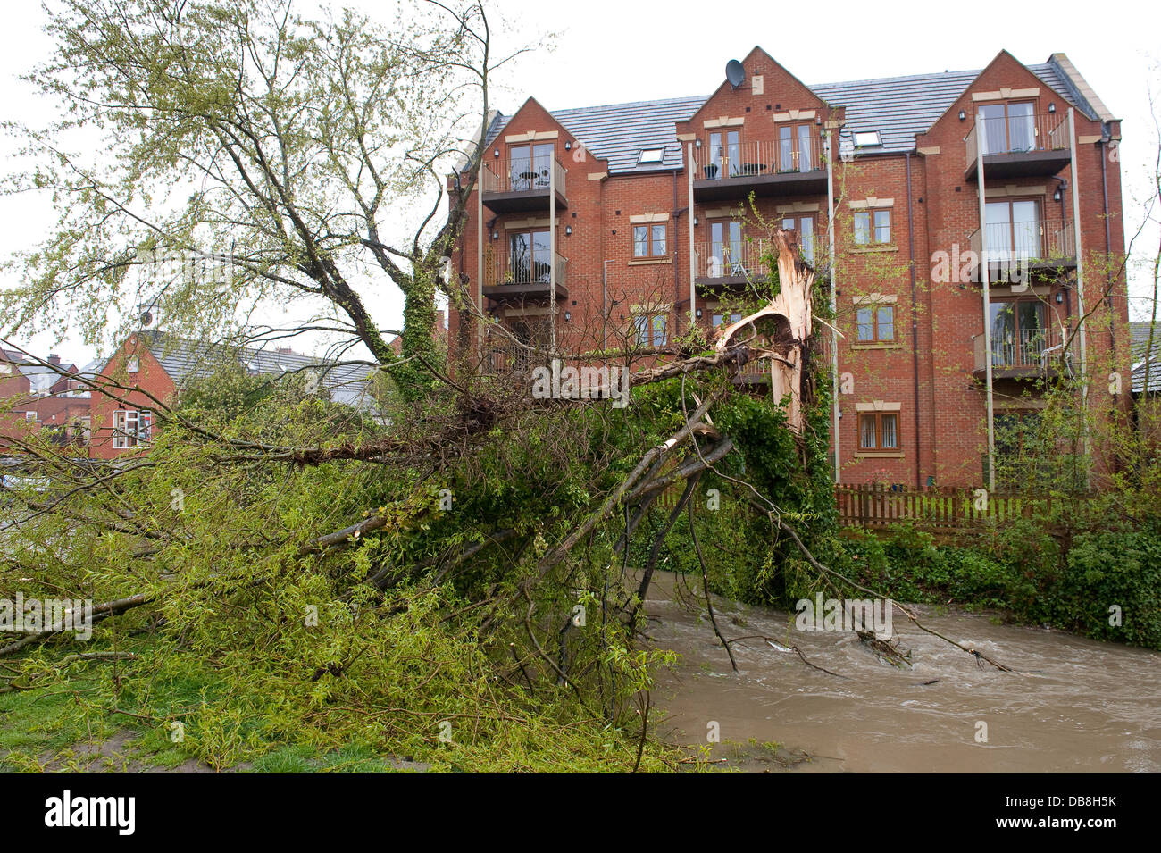 A fallen tree and floods following a rain storm in England Stock Photo ...