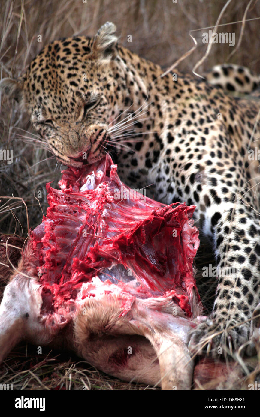 Leopard eating impala hi-res stock photography and images - Alamy