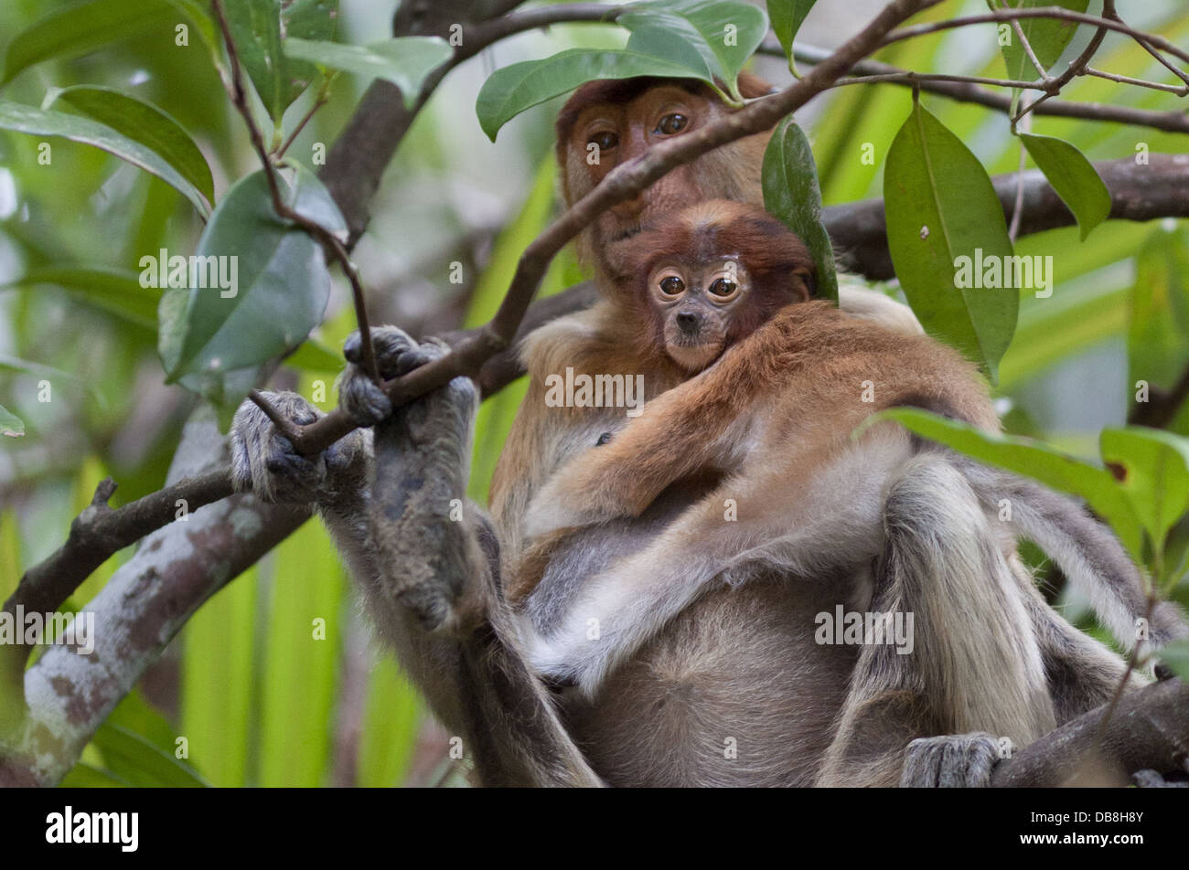 Proboscis monkey female hi-res stock photography and images - Alamy