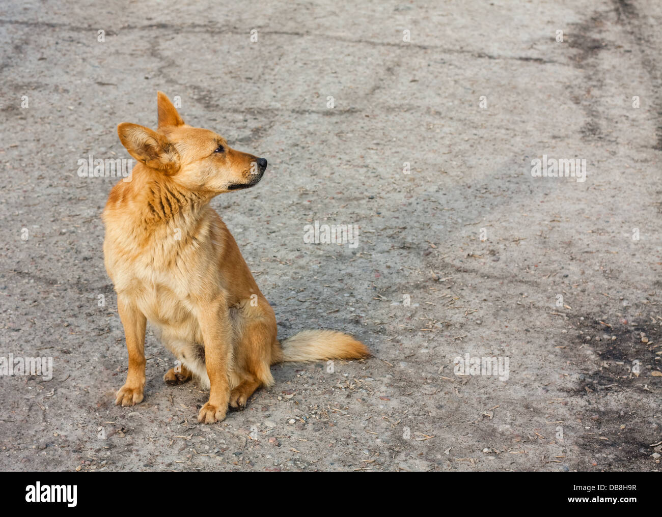 A red dog sitting on the road Stock Photo - Alamy