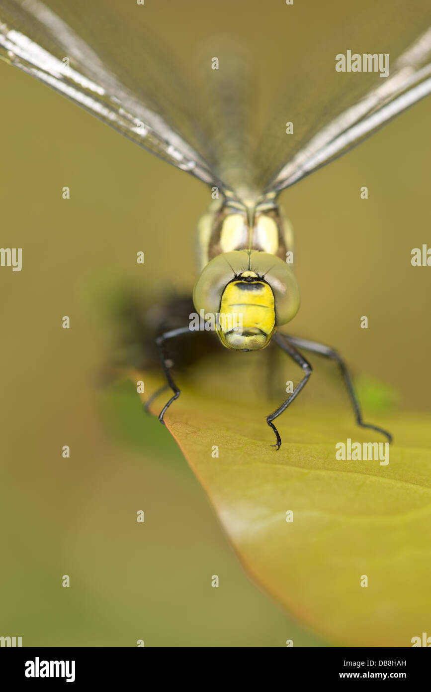 Emperor dragonfly larvae High Resolution Stock Photography and Images ...