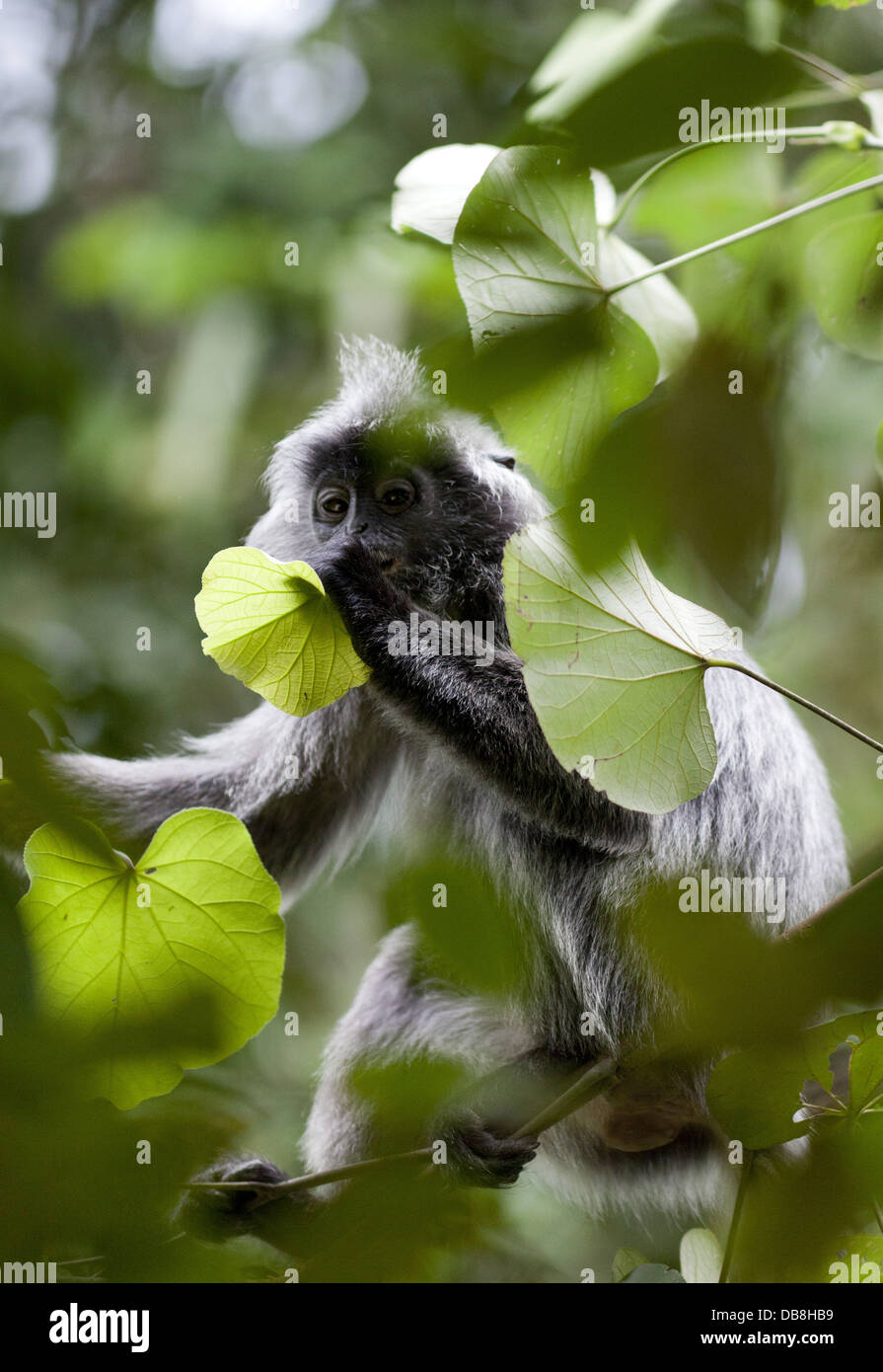 Silvery Lutung Monkey High Resolution Stock Photography and Images - Alamy