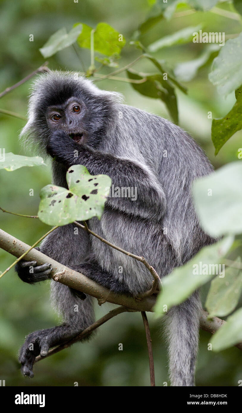 Silvery lutung monkey hi-res stock photography and images - Alamy