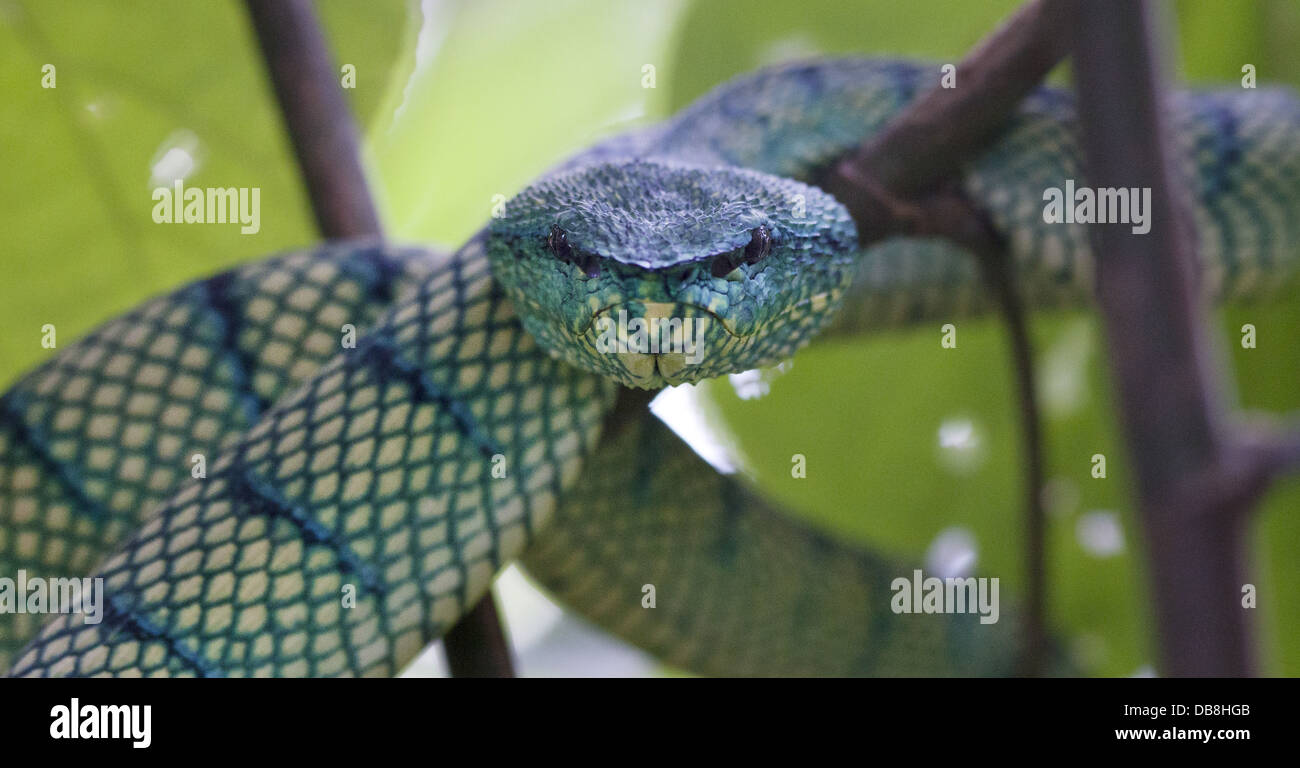 Green Pit Viper, Tropidolaemus subannulatus, Sabah, Malaysia Stock ...