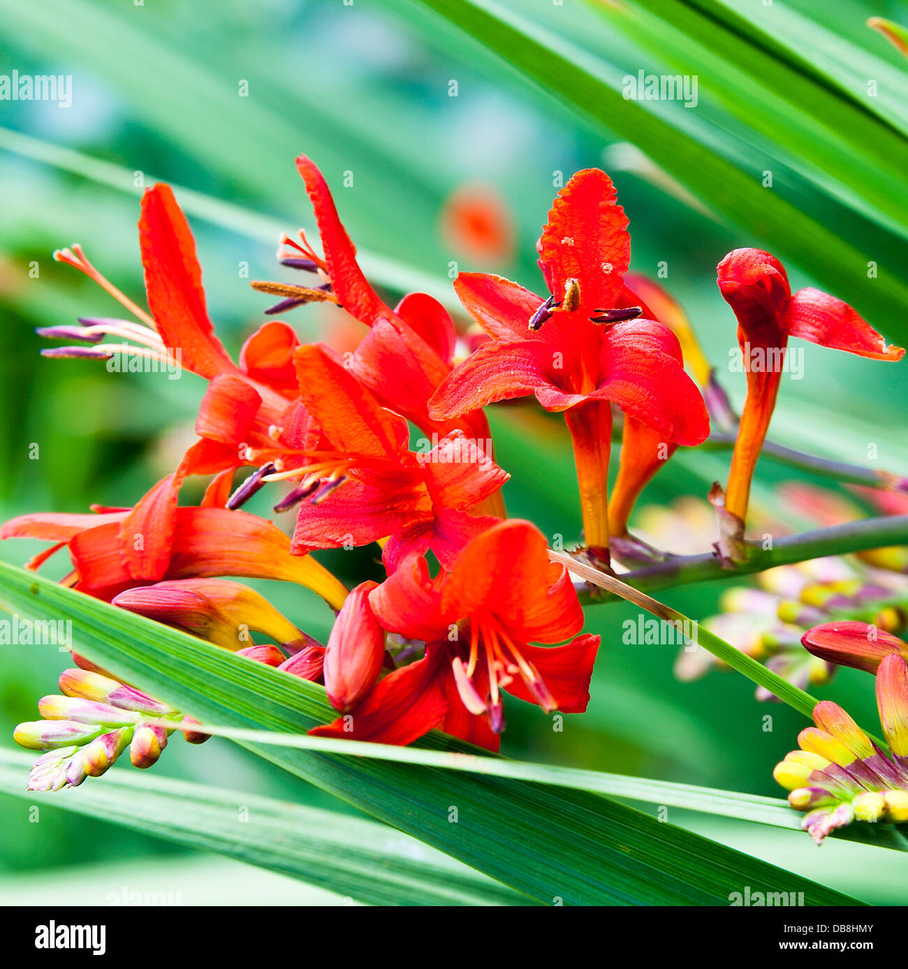 Bright Red Crocosmia Flowers Lucifer in Bloom in a Cheshire Garden ...