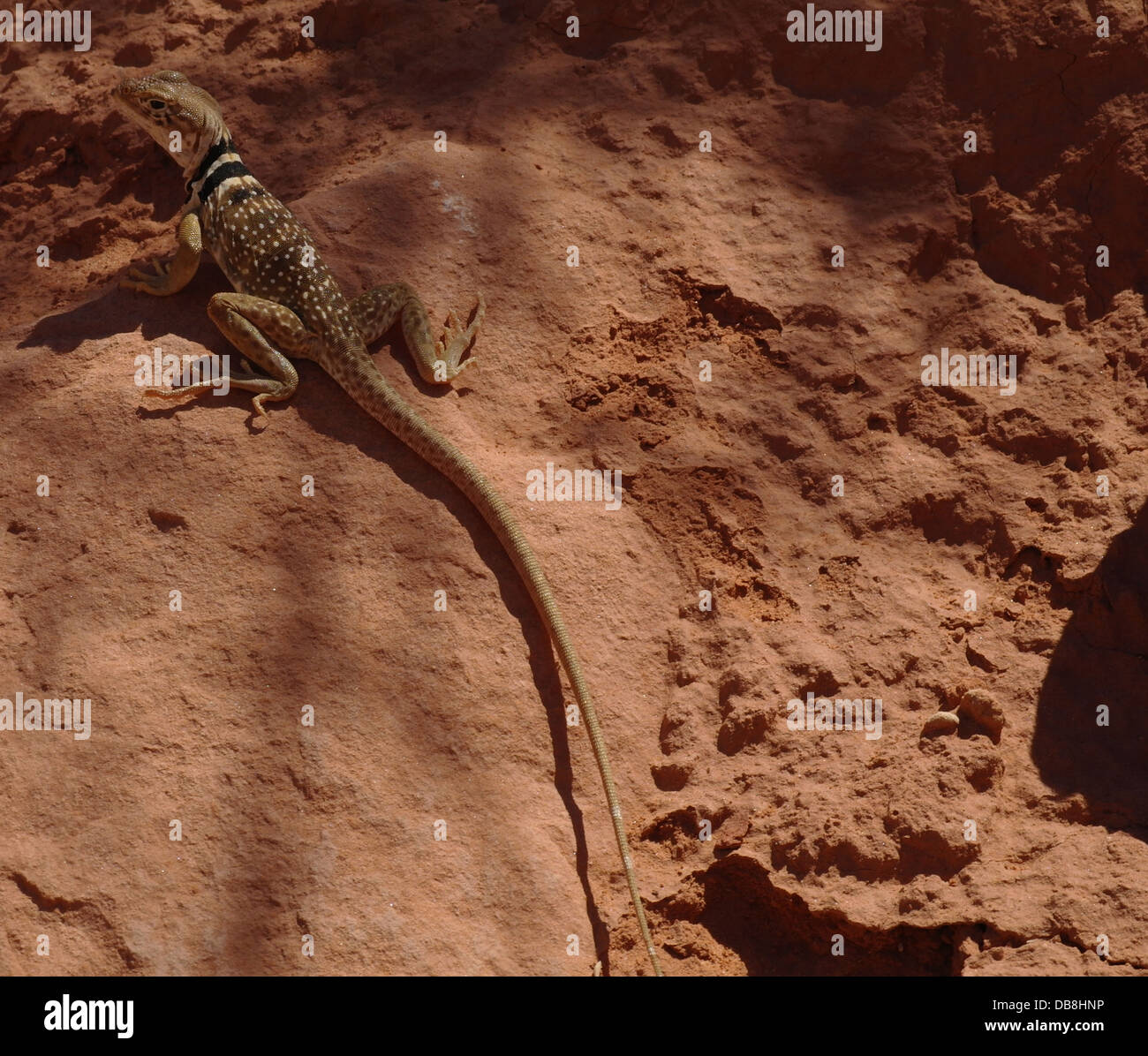 Collared lizard legs hi-res stock photography and images - Alamy