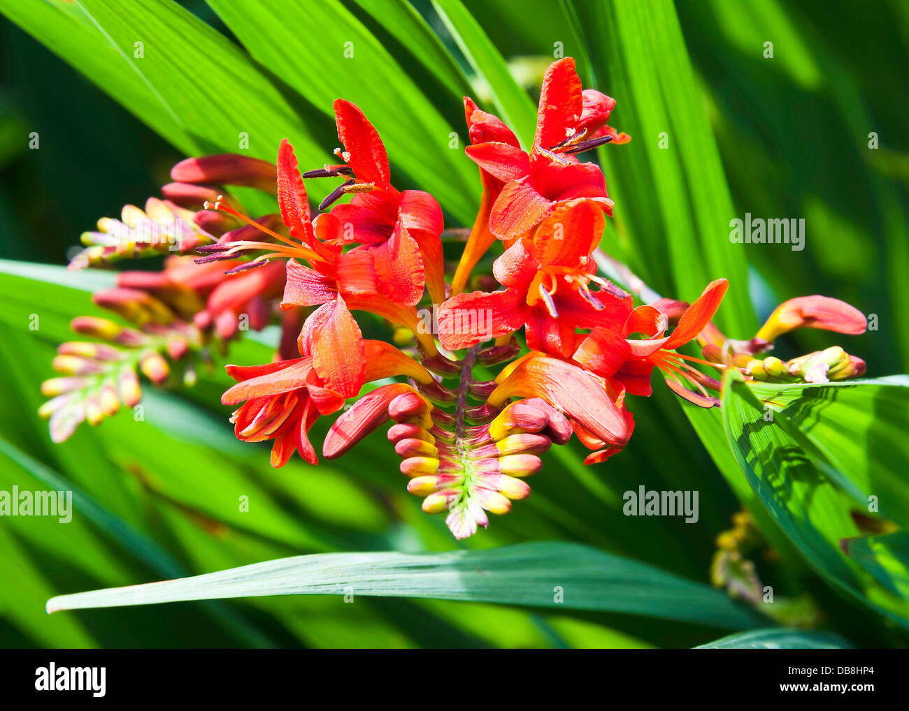 Bright Red Crocosmia Flowers Lucifer in Bloom in a Cheshire Garden ...