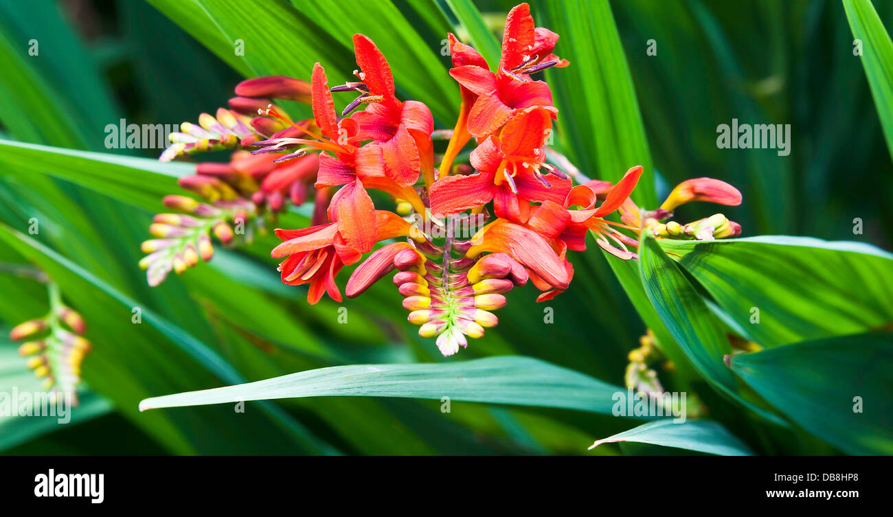 Bright Red Crocosmia Flowers Lucifer in Bloom in a Cheshire Garden ...